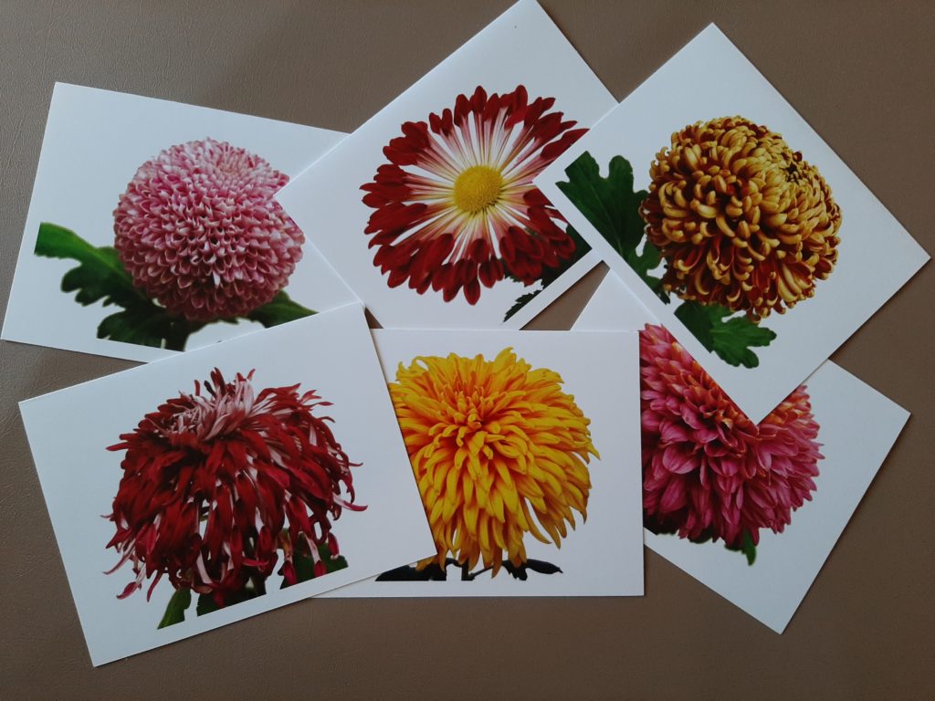 National Chrysanthemum Society – Helping You Grow Chrysanthemums Since 1944