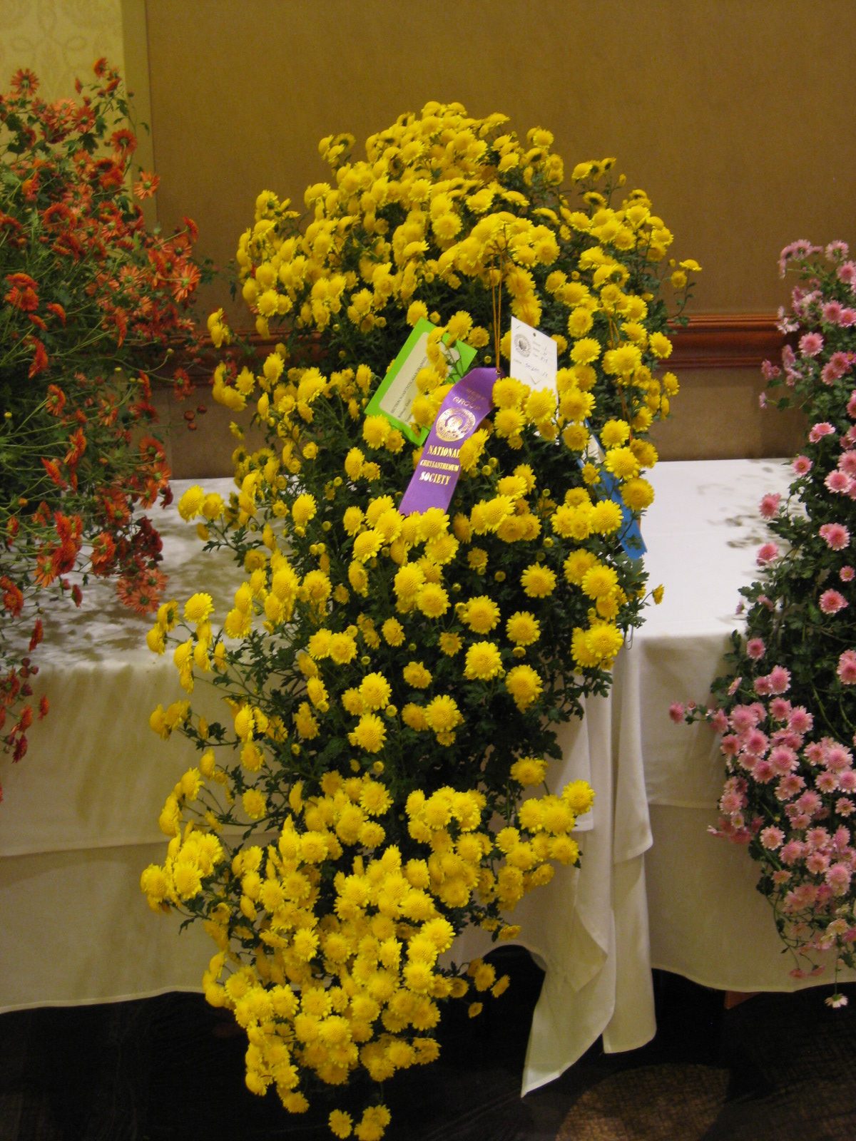 Seitan as a Cascade – Class 8 – National Chrysanthemum Society
