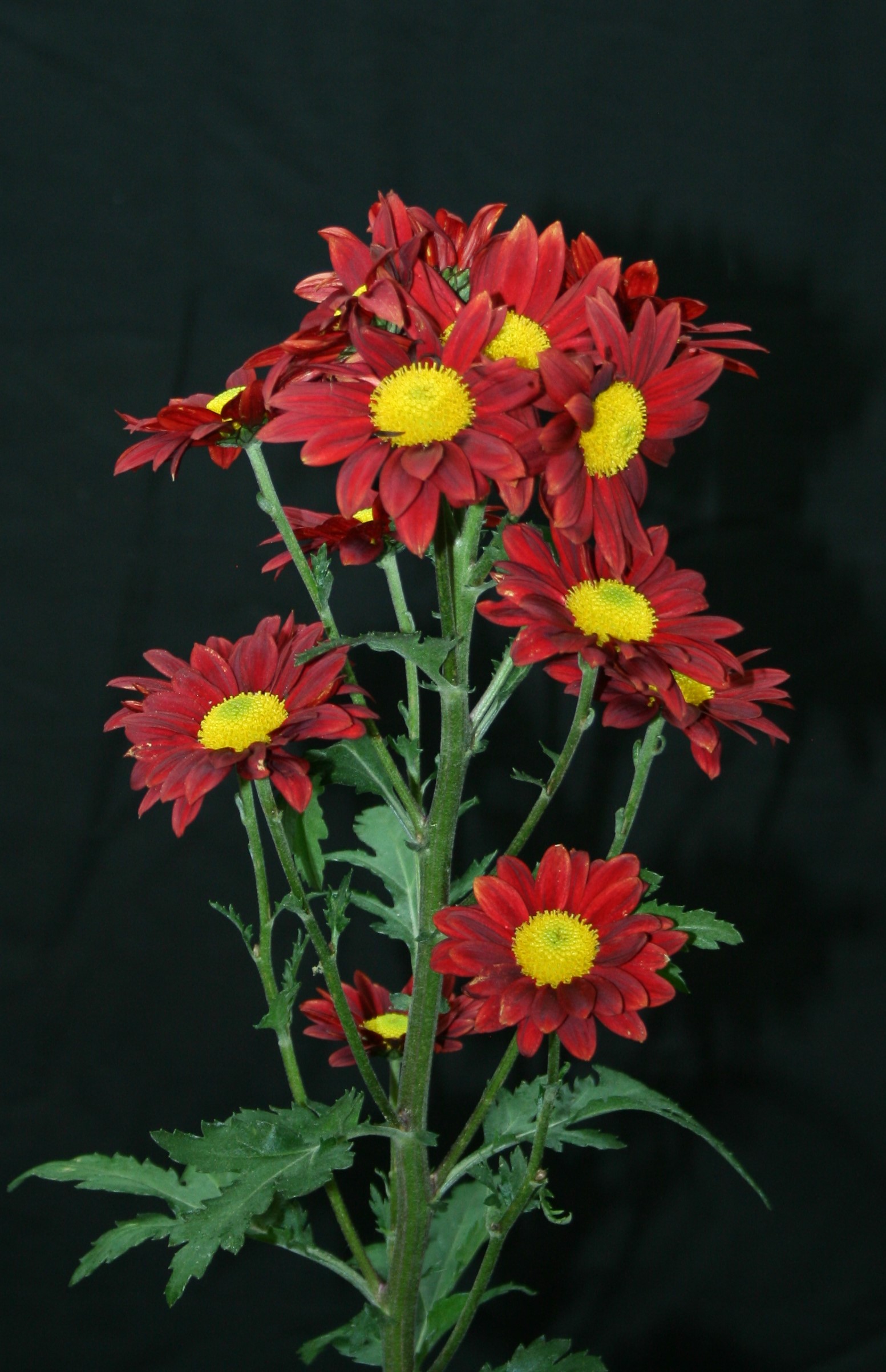 Elstar as a Spray – class 7 – National Chrysanthemum Society