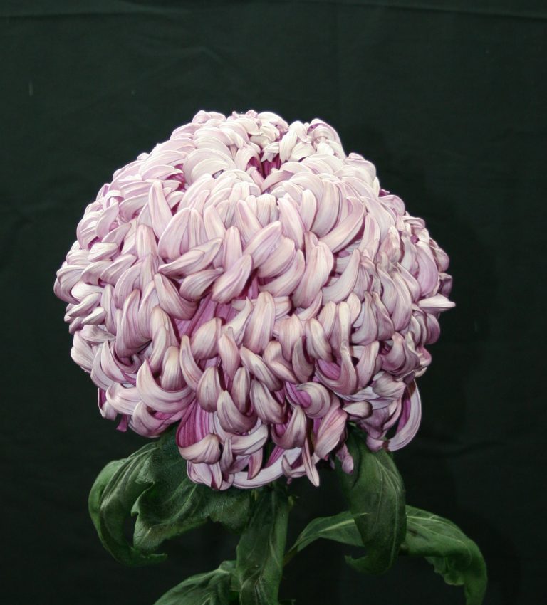 Hagoromo – Class 1 (5) – The National Chrysanthemum Society Inc. USA
