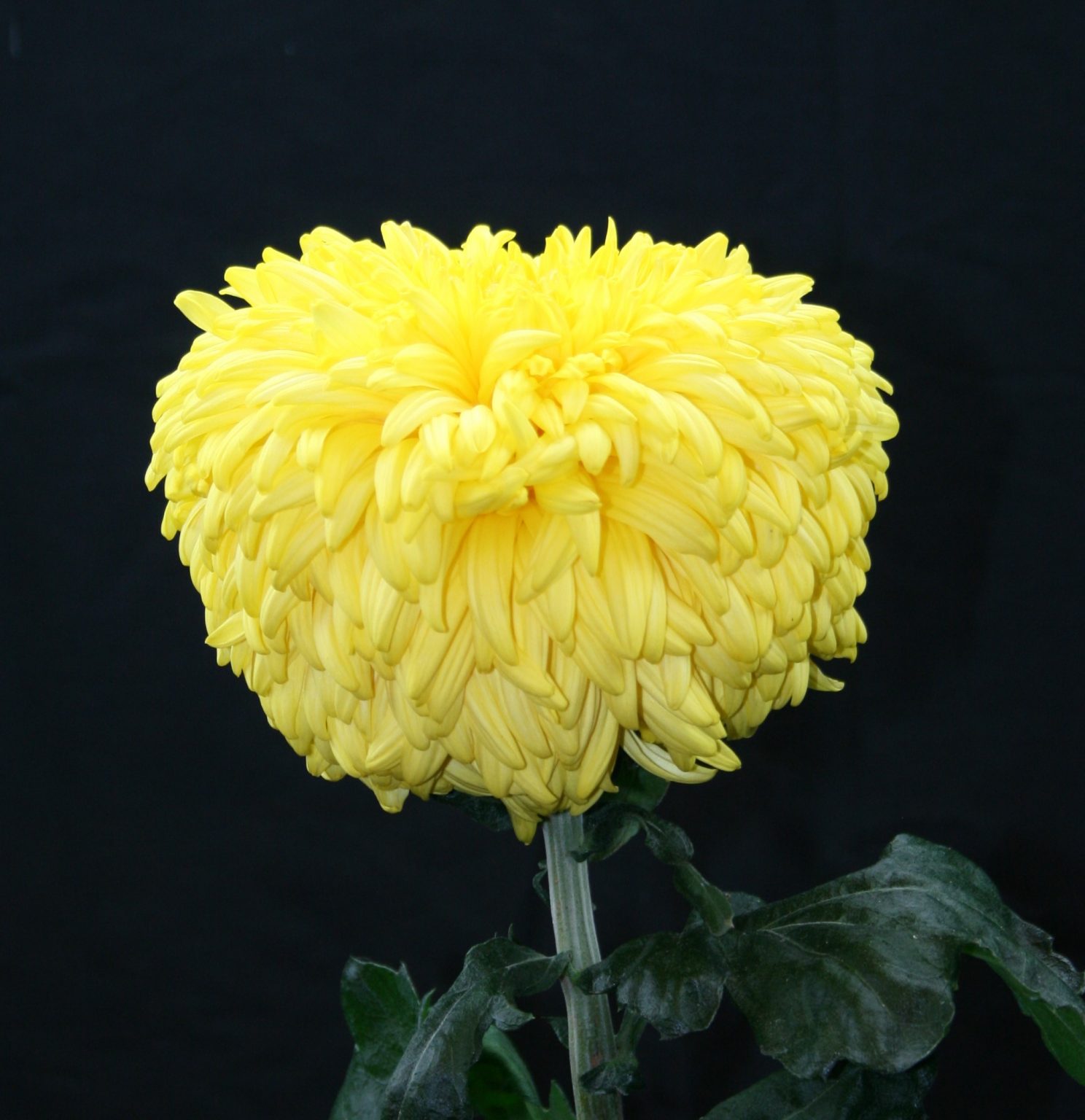 John Wingfield Sunny – Class 2 – National Chrysanthemum Society