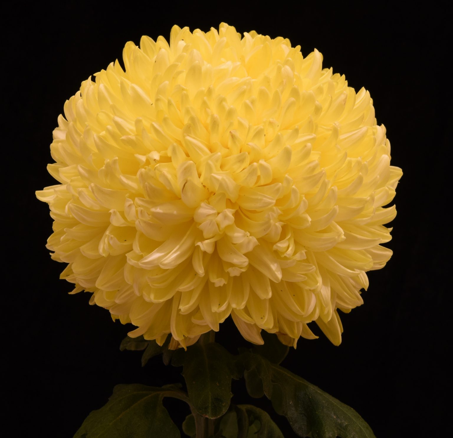 Yellow Billy Bell – Class 5 – National Chrysanthemum Society