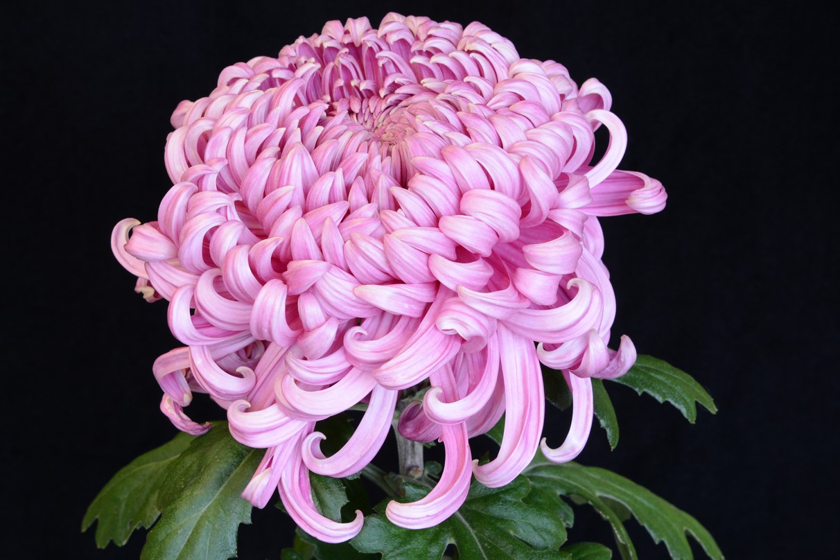 Kokka Hougiku – Class 1 – The National Chrysanthemum Society Inc. USA