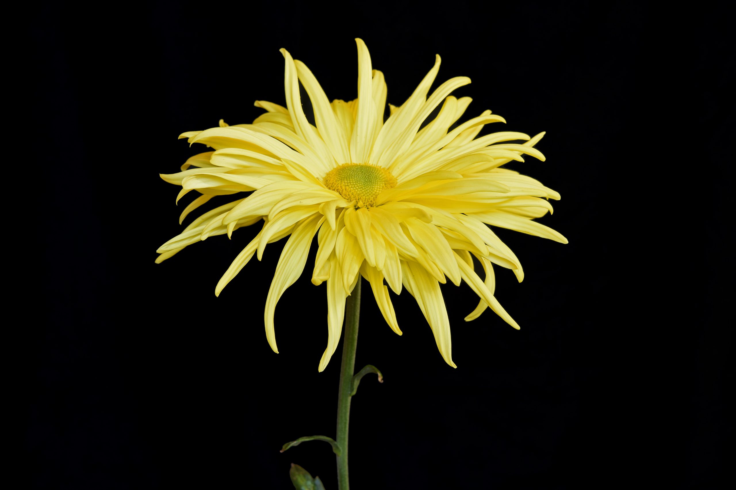 Photo Gallery – The National Chrysanthemum Society Inc. USA
