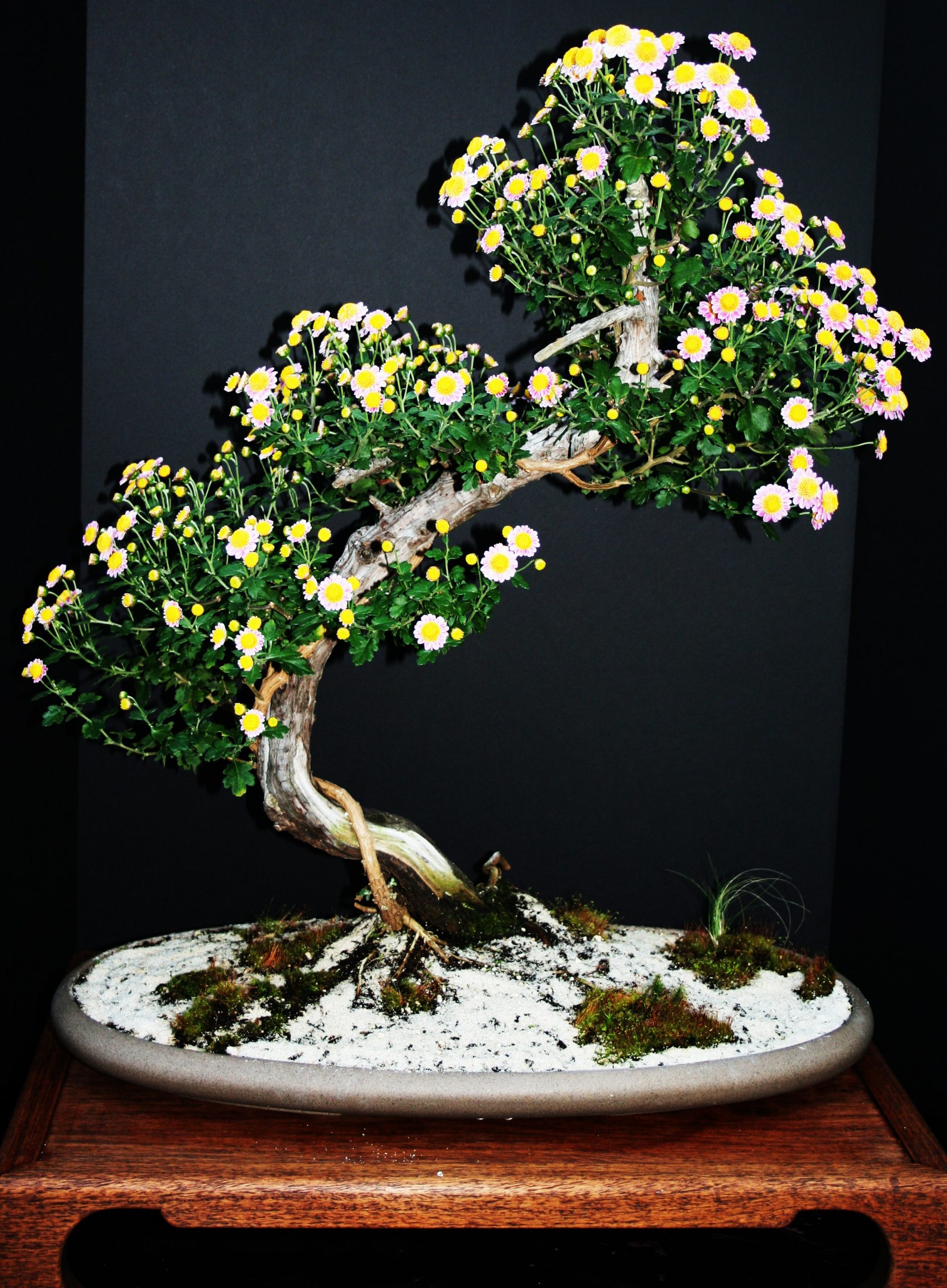 Debbie Simon Old Wood Phoenix Graft – Bonsai – National Chrysanthemum ...