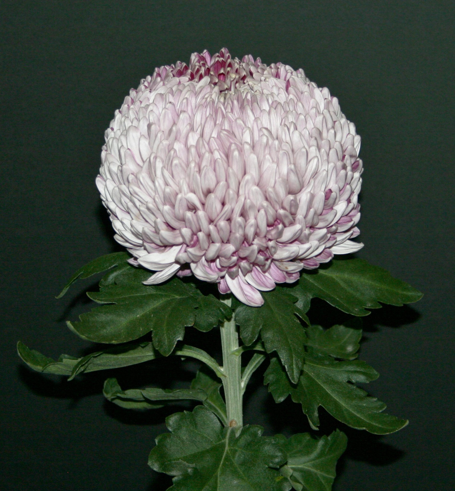 Mirador – Class 3 (5) – National Chrysanthemum Society