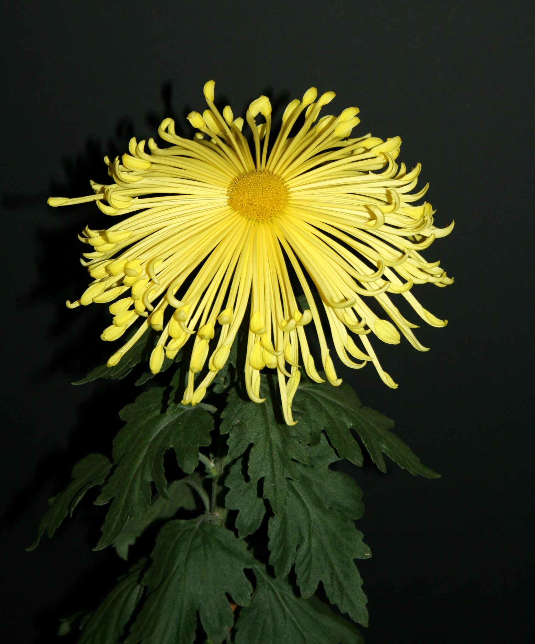 Kimie – Class 9 – National Chrysanthemum Society