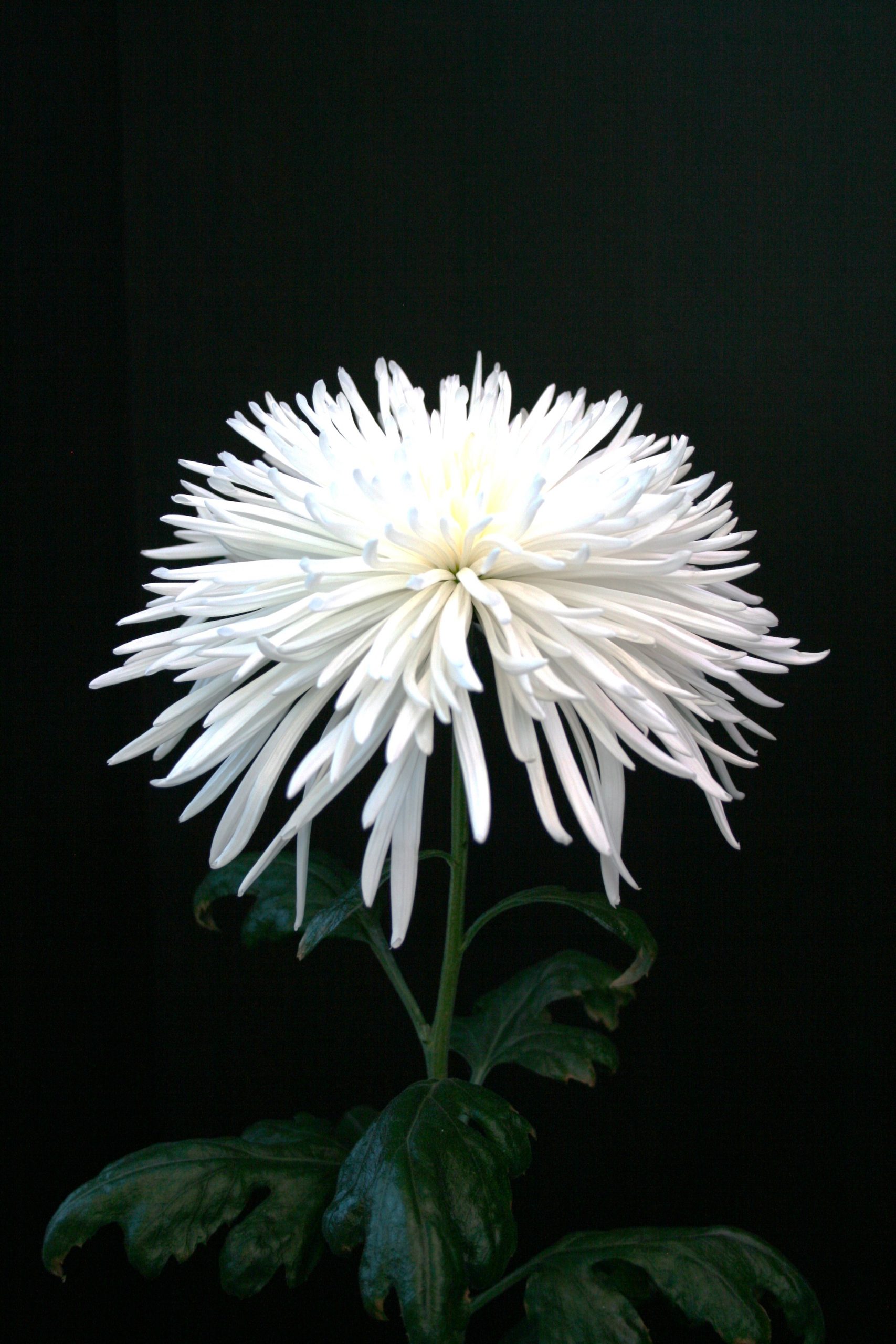 Delistar – Class 10 – National Chrysanthemum Society