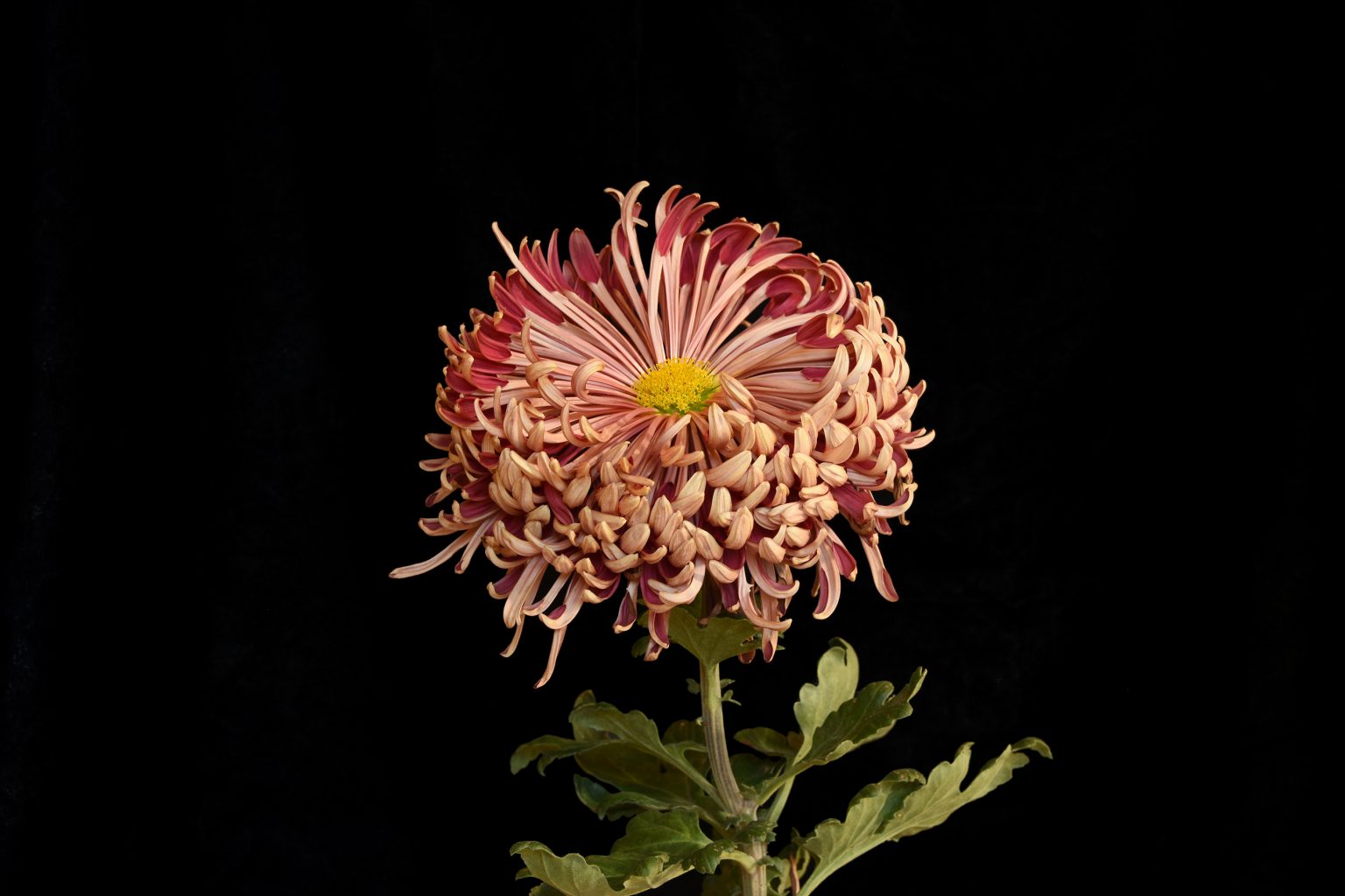 Fort Vancouver – Class 13 – National Chrysanthemum Society