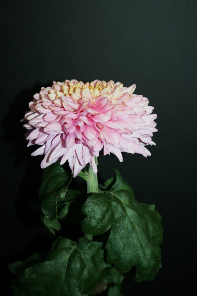 Peacock – Class 4 – National Chrysanthemum Society