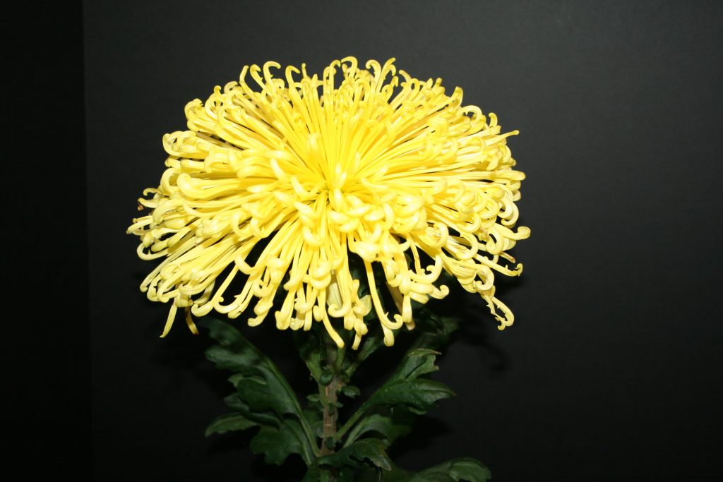 Yellow Knight – Class 11 – National Chrysanthemum Society