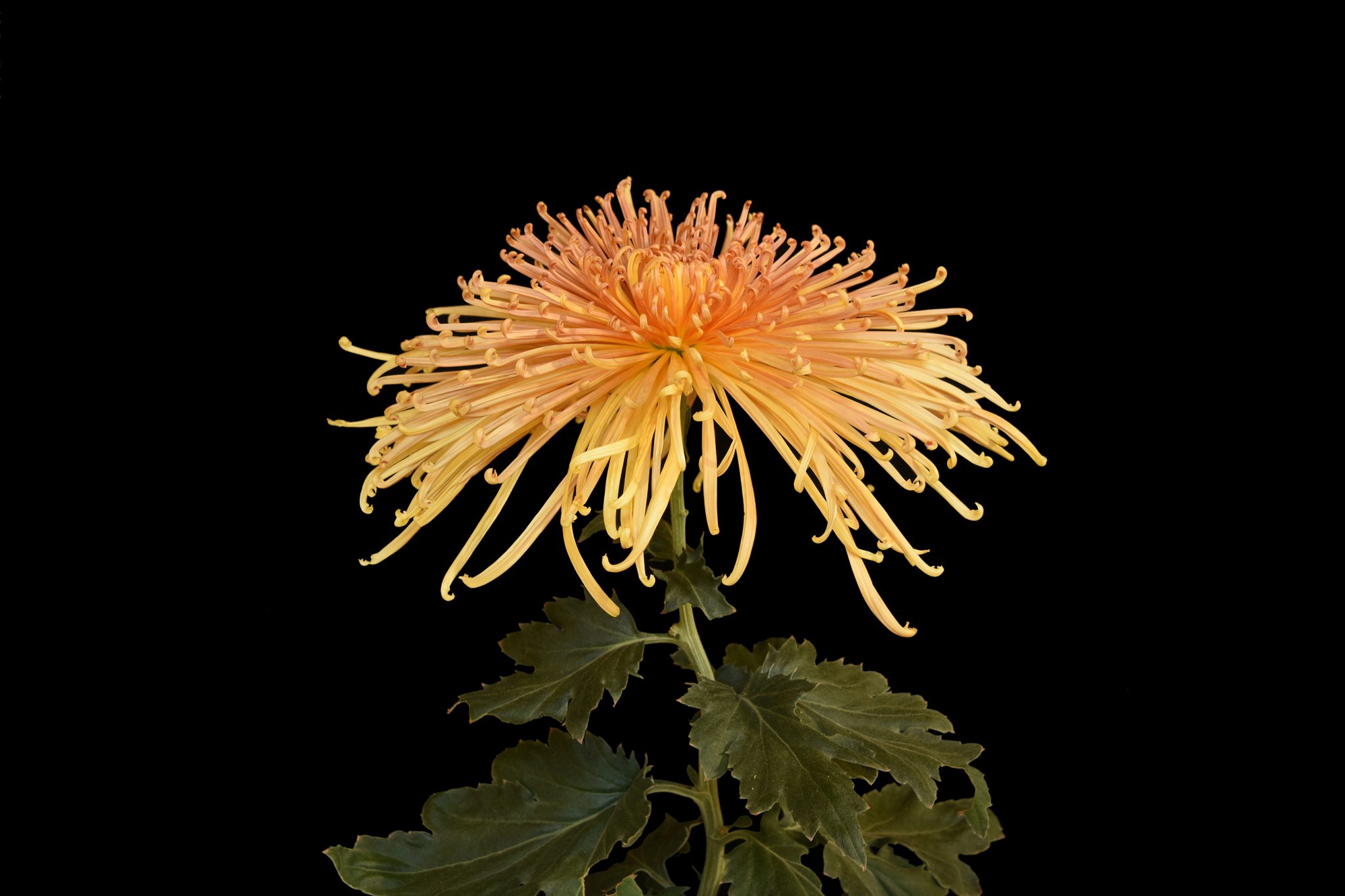 Zaryah – Class 11 – National Chrysanthemum Society