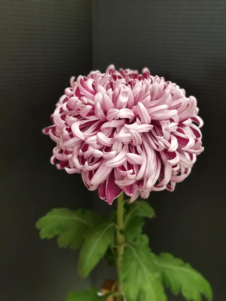 Pat Brophy – Class 1 – National Chrysanthemum Society