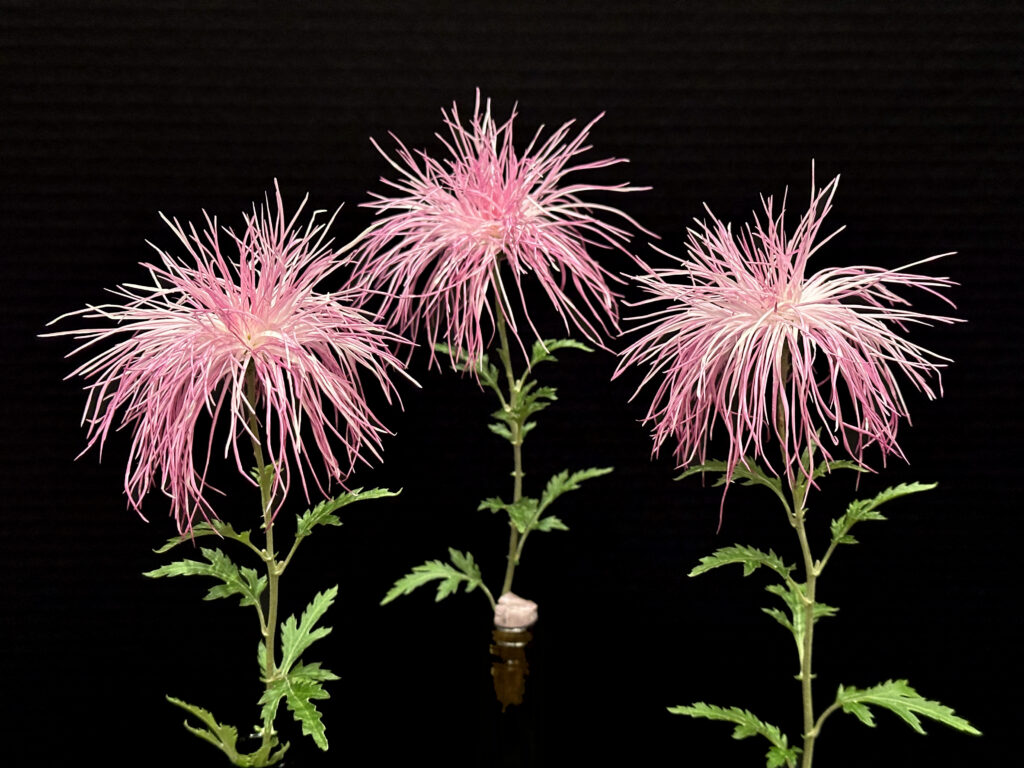 2024 National Show – National Chrysanthemum Society